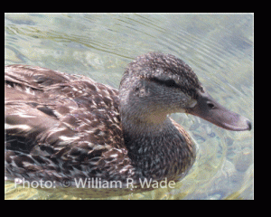 Ottawa Area Birds – Animals – All About Ottawa